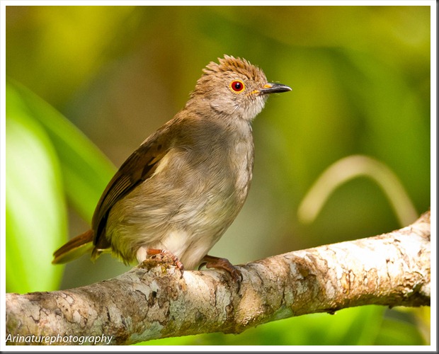 Naturalist Photography: Bulbul of Malaysia Part 2